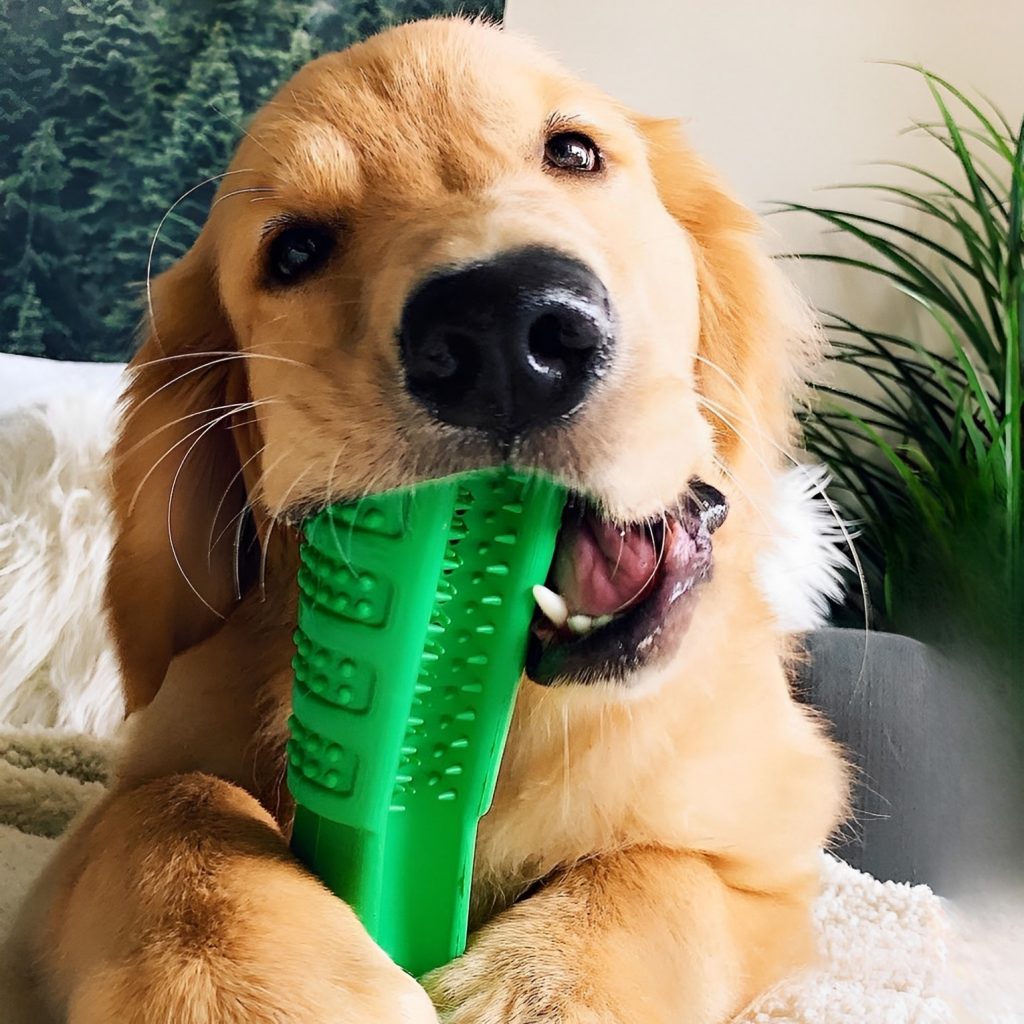 Dog Tooth Brush Chewing Stick | Dog Tooth Brushing Toy