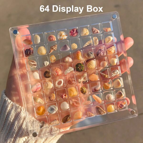 Acrylic Magnetic Seashell Display Box - Usamerica.shop