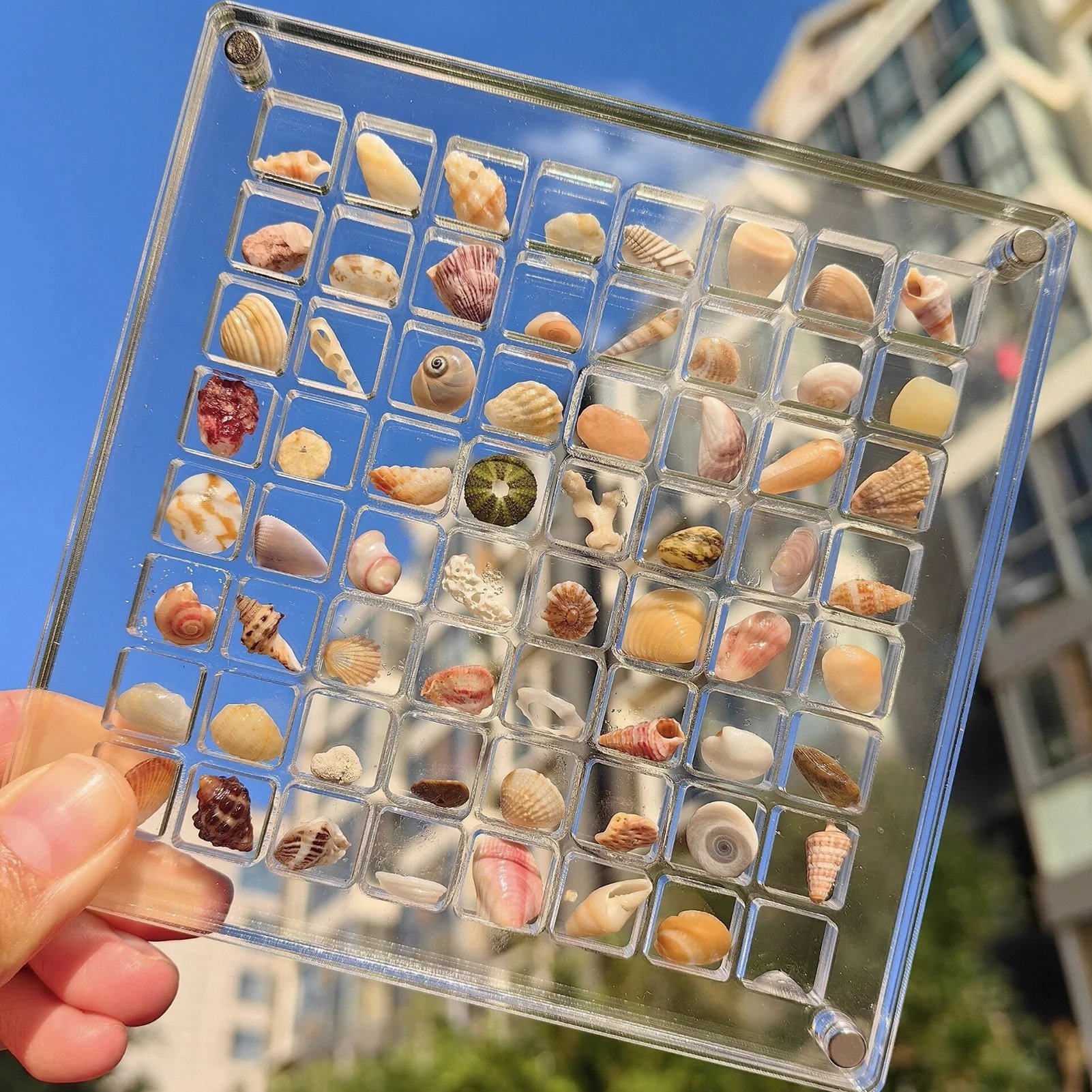 Acrylic Magnetic Seashell Display Box